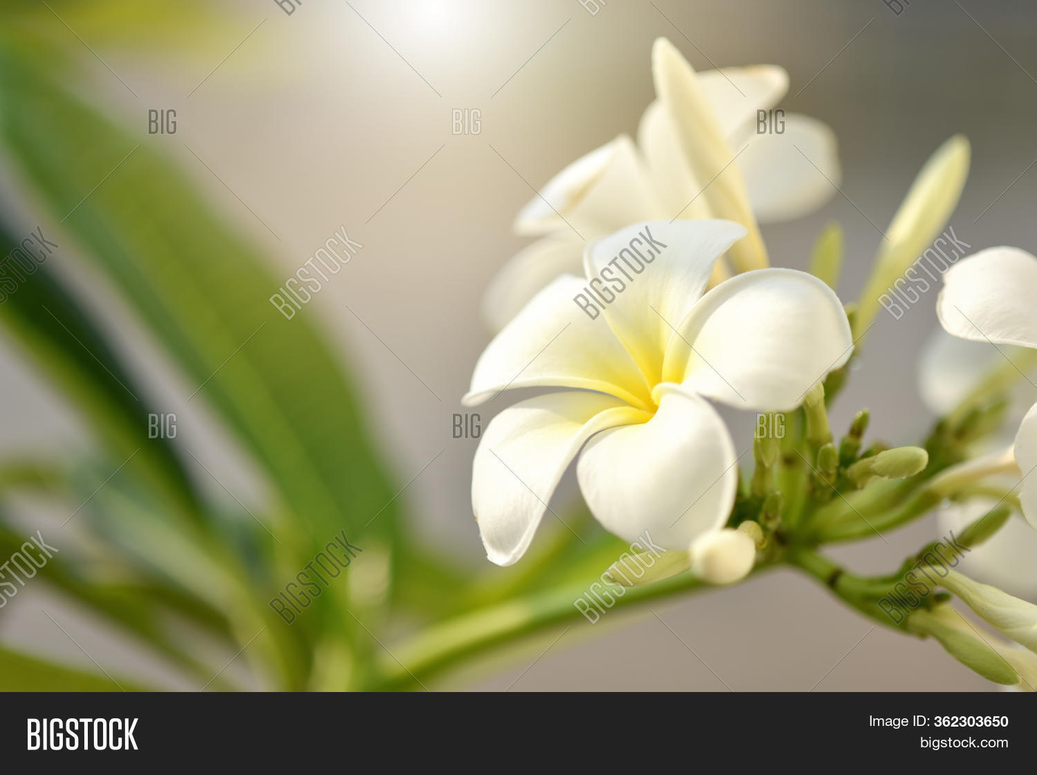 Purity White Plumeria Image & Photo (Free Trial) | Bigstock