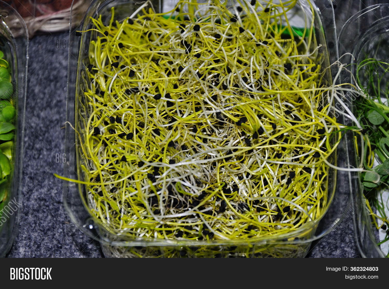 Colorful Microgreen Image & Photo (Free Trial) | Bigstock