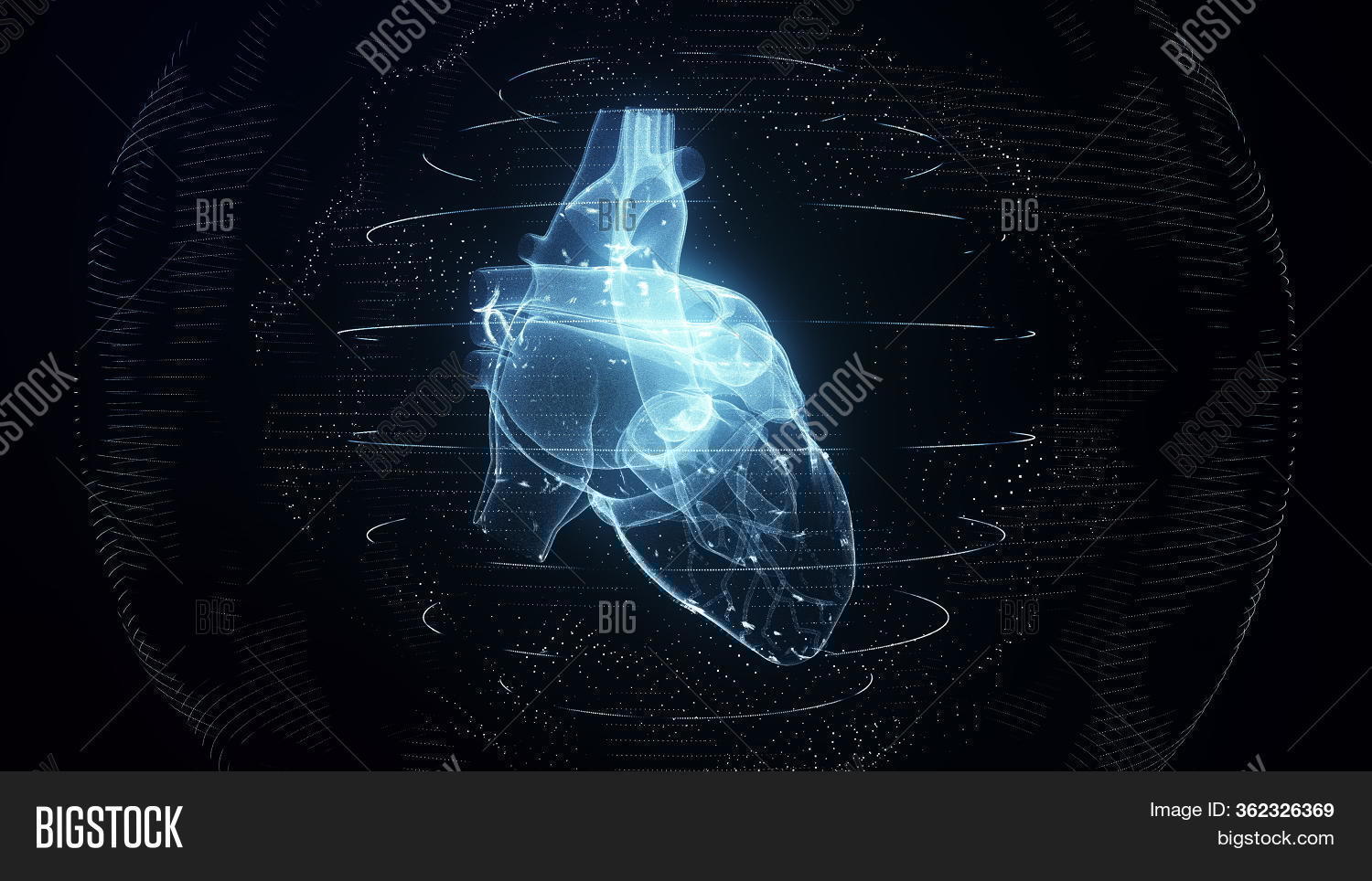 Anatomically Correct Image & Photo (Free Trial) | Bigstock