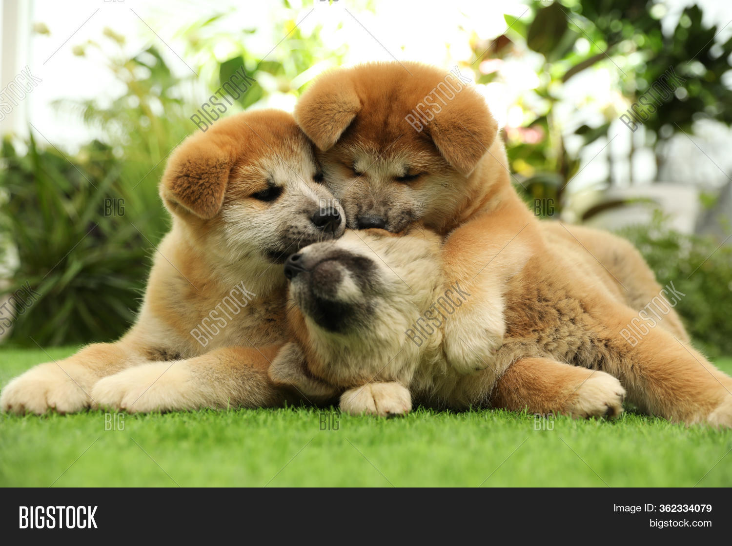 Cute Akita Inu Puppies Image & Photo (Free Trial) | Bigstock