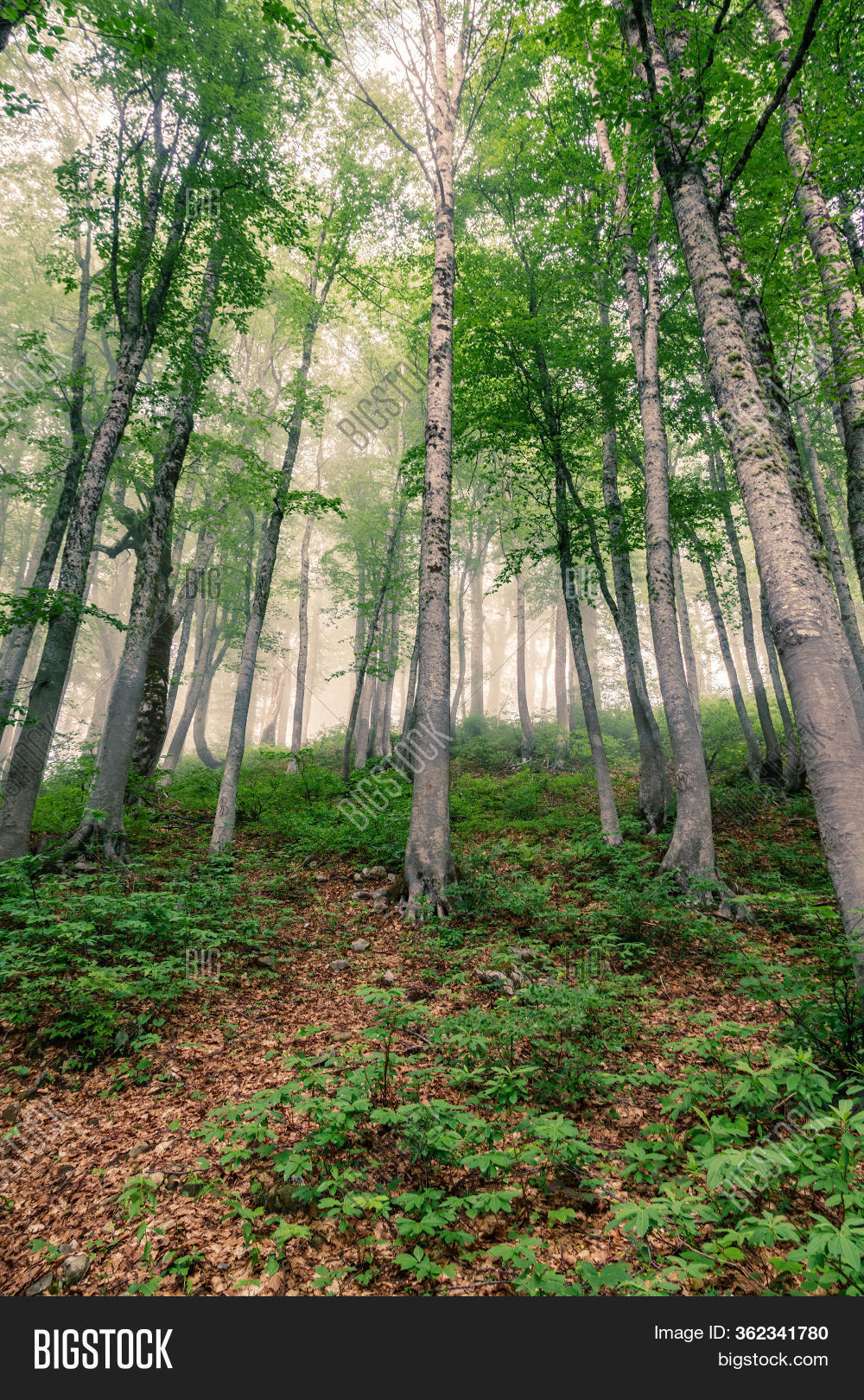 Mystical Forest Heavy Image & Photo (Free Trial) | Bigstock