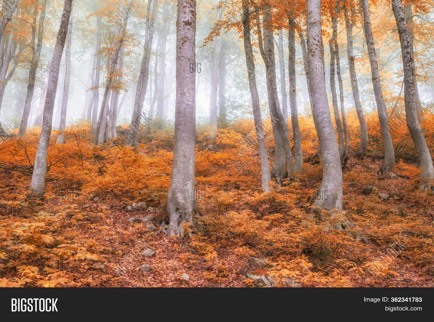 Mystical Autumn Forest Image & Photo (Free Trial) | Bigstock