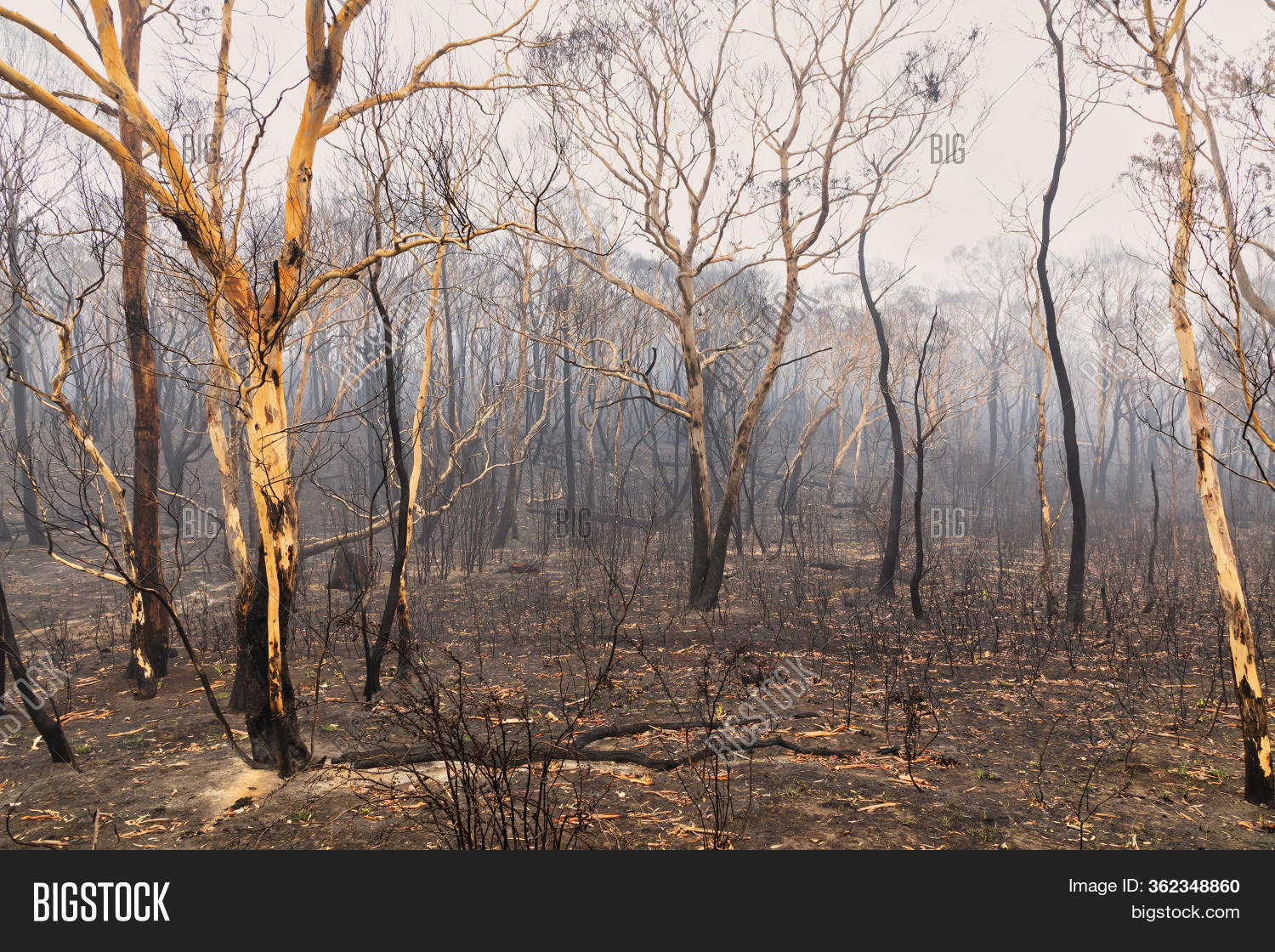 Bushfire Burnt Gum Image & Photo (Free Trial) | Bigstock