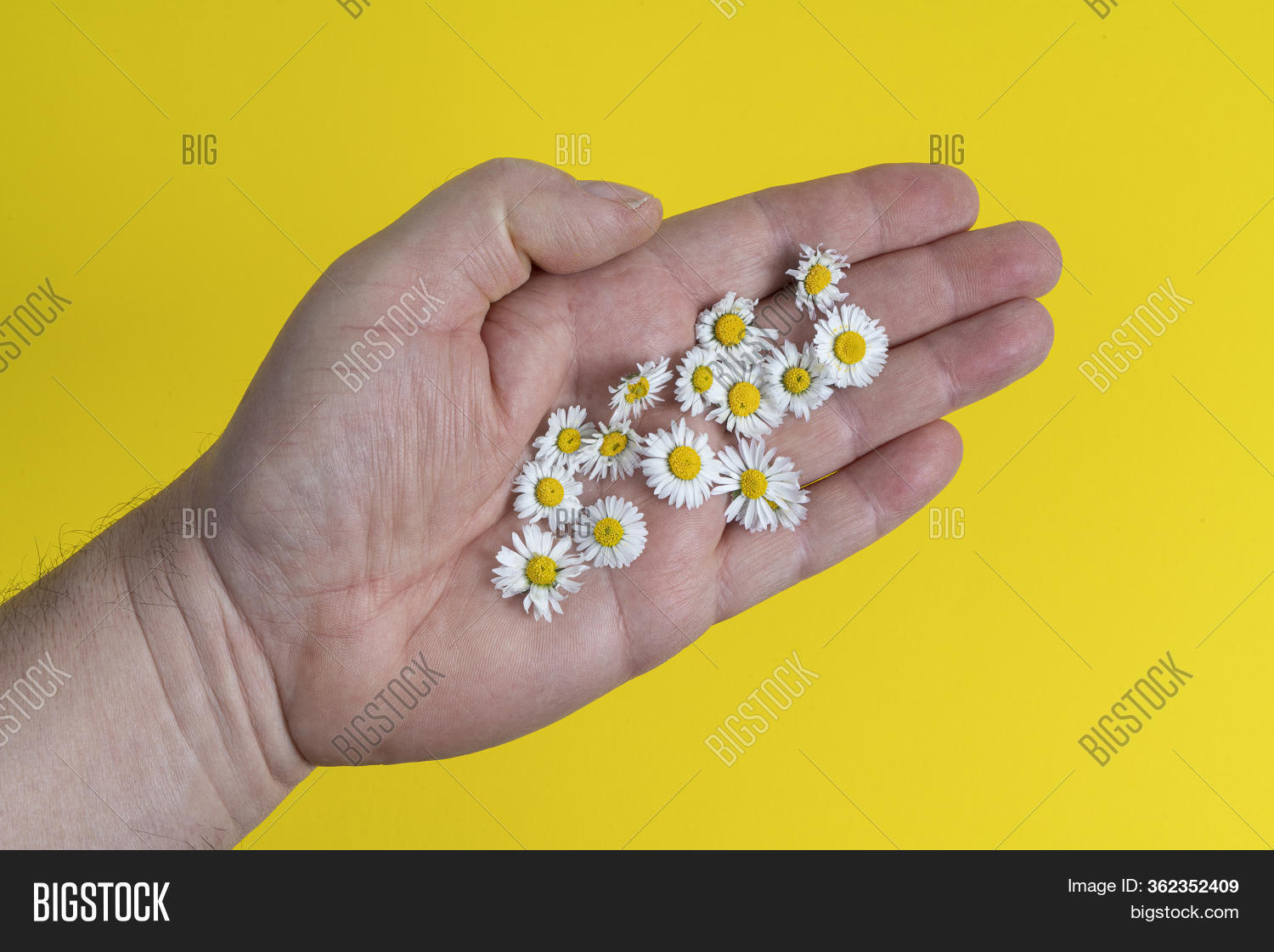 Some Daisies Hand Image & Photo (Free Trial) | Bigstock