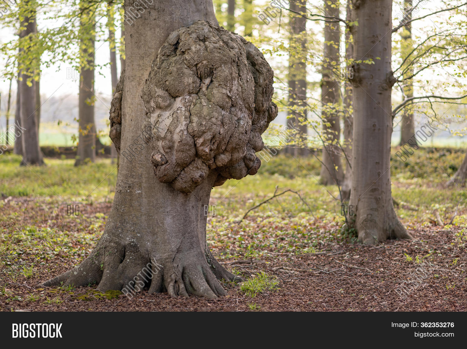 Big Growth On Tree Image & Photo (Free Trial) | Bigstock