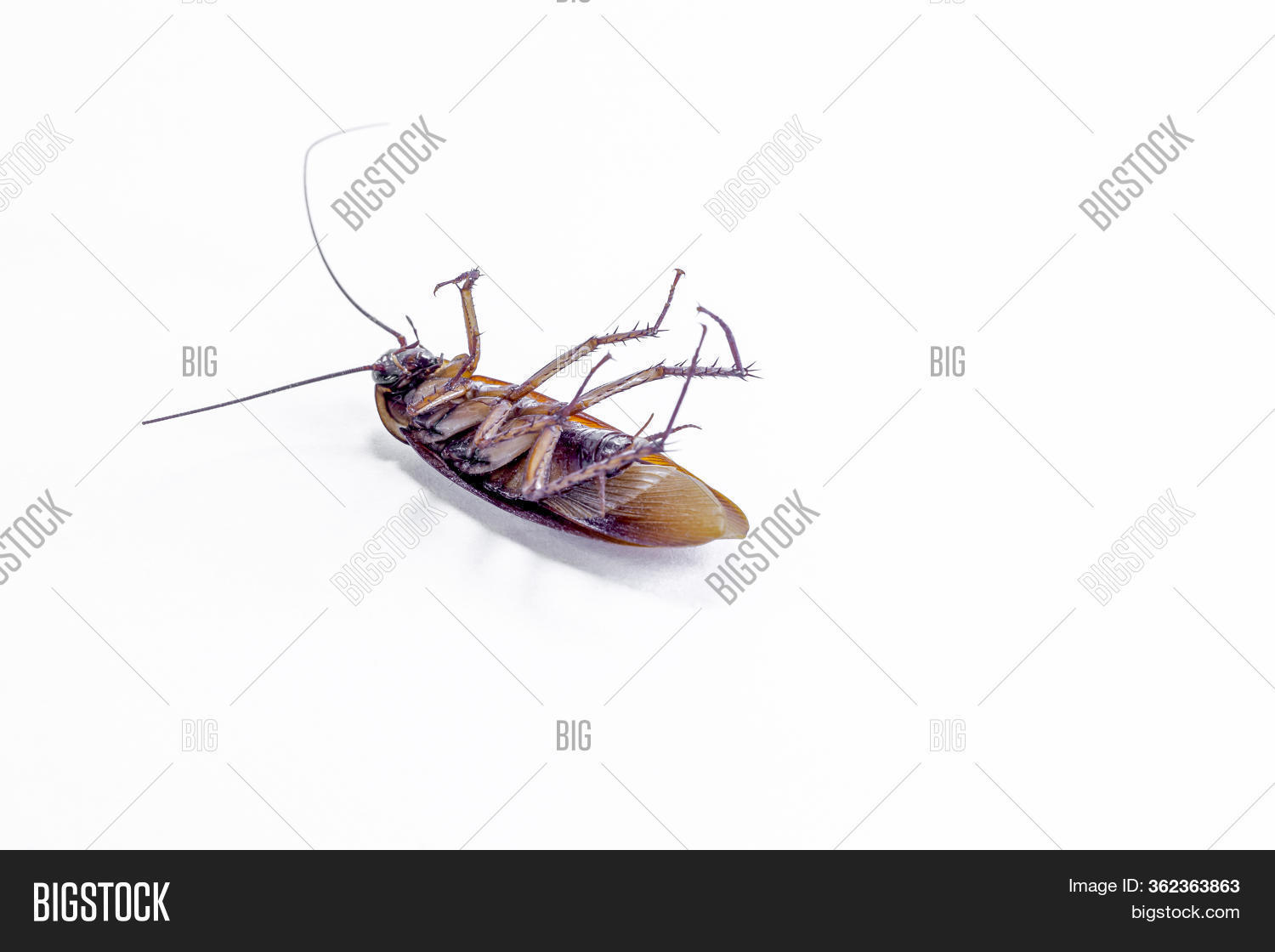 Close Cockroach On Image & Photo (Free Trial) | Bigstock