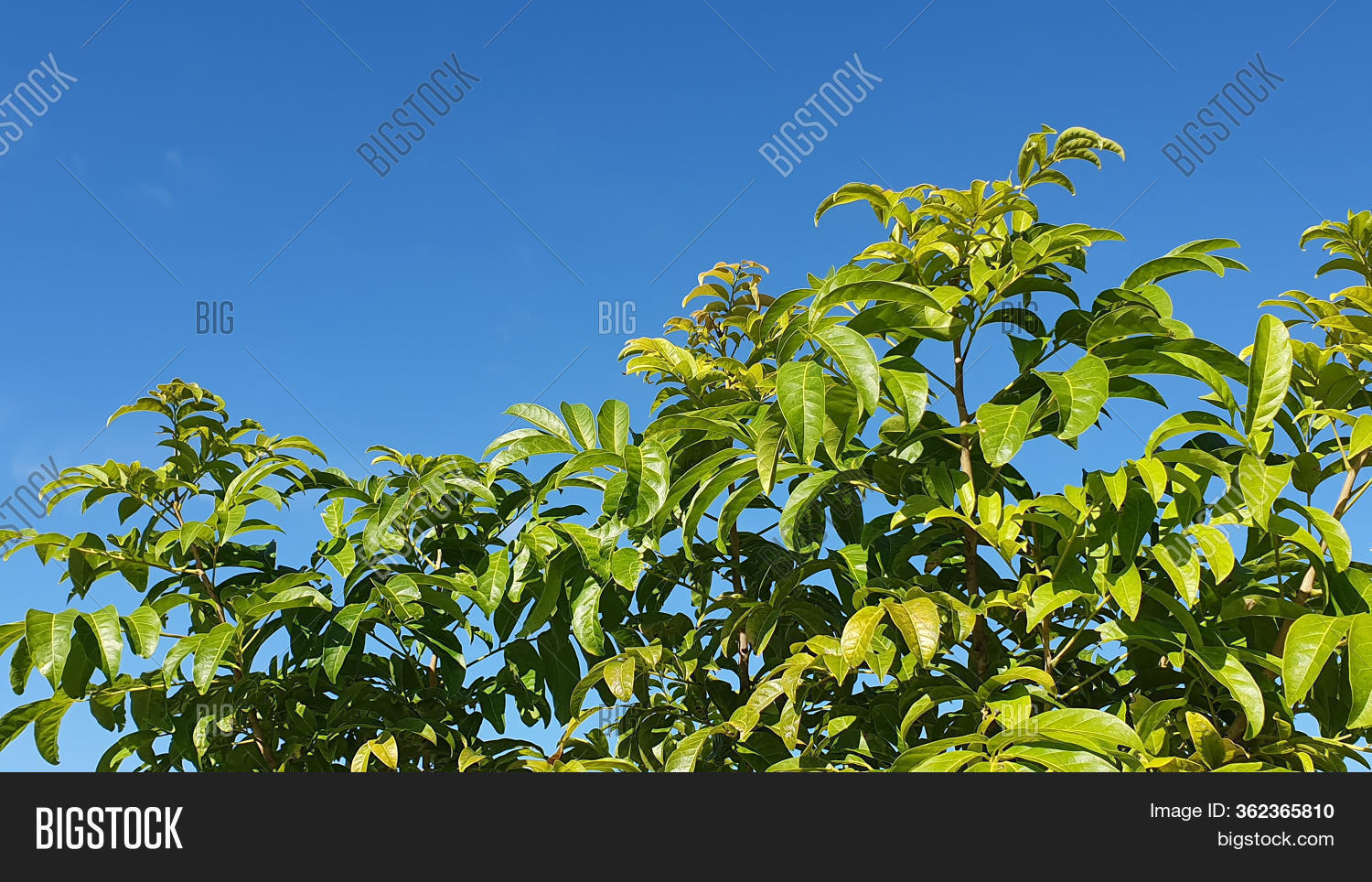 Australian Wattle Image & Photo (Free Trial) | Bigstock