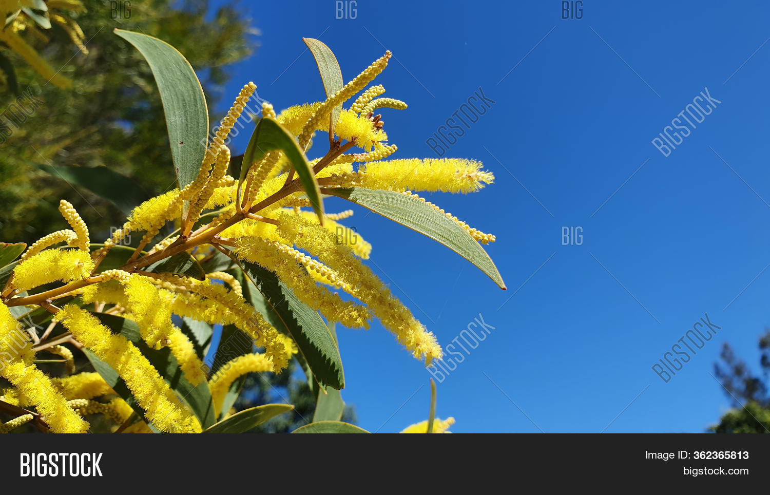 Australian Wattle Image & Photo (Free Trial) | Bigstock