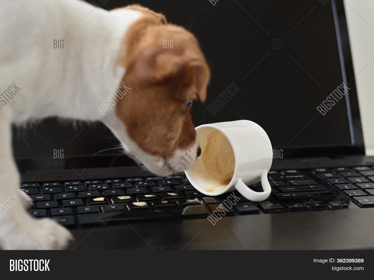 Dog Spilled Coffee On Image & Photo (Free Trial) | Bigstock