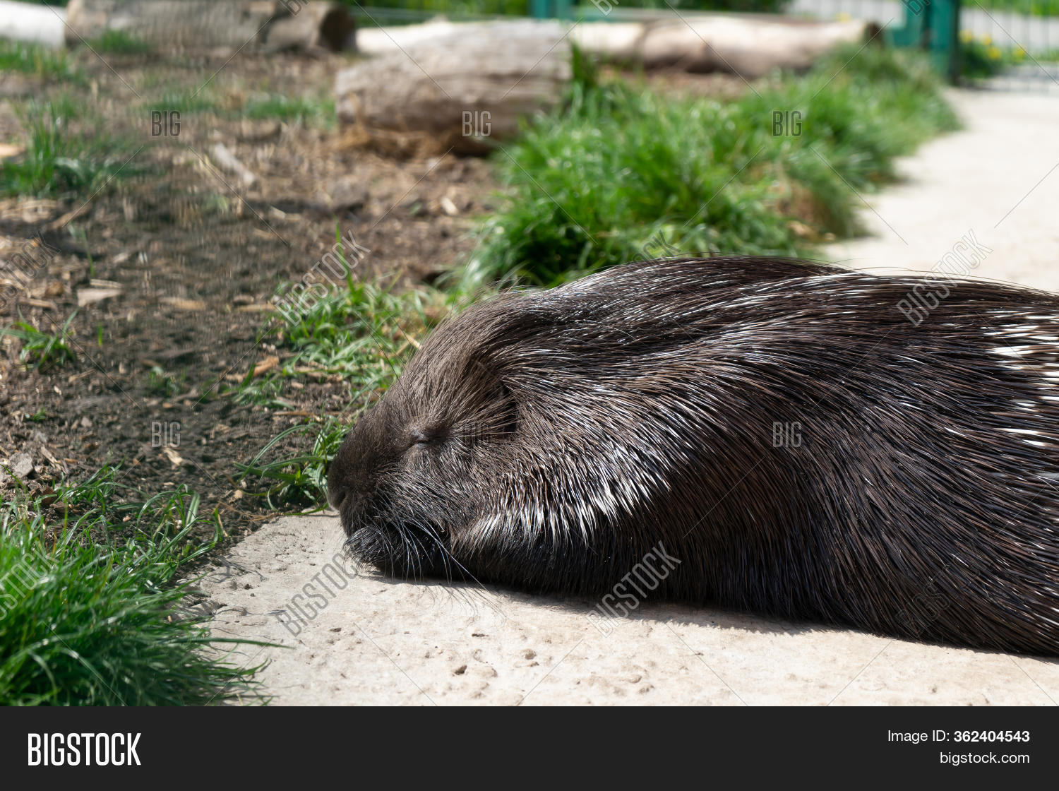 Adult Porcupine Sleeps Image & Photo (Free Trial) | Bigstock