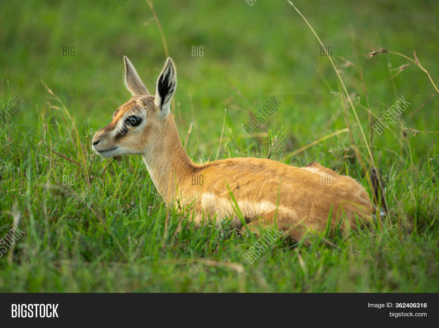 Thomson Gazelle Fawn Image & Photo (Free Trial) | Bigstock