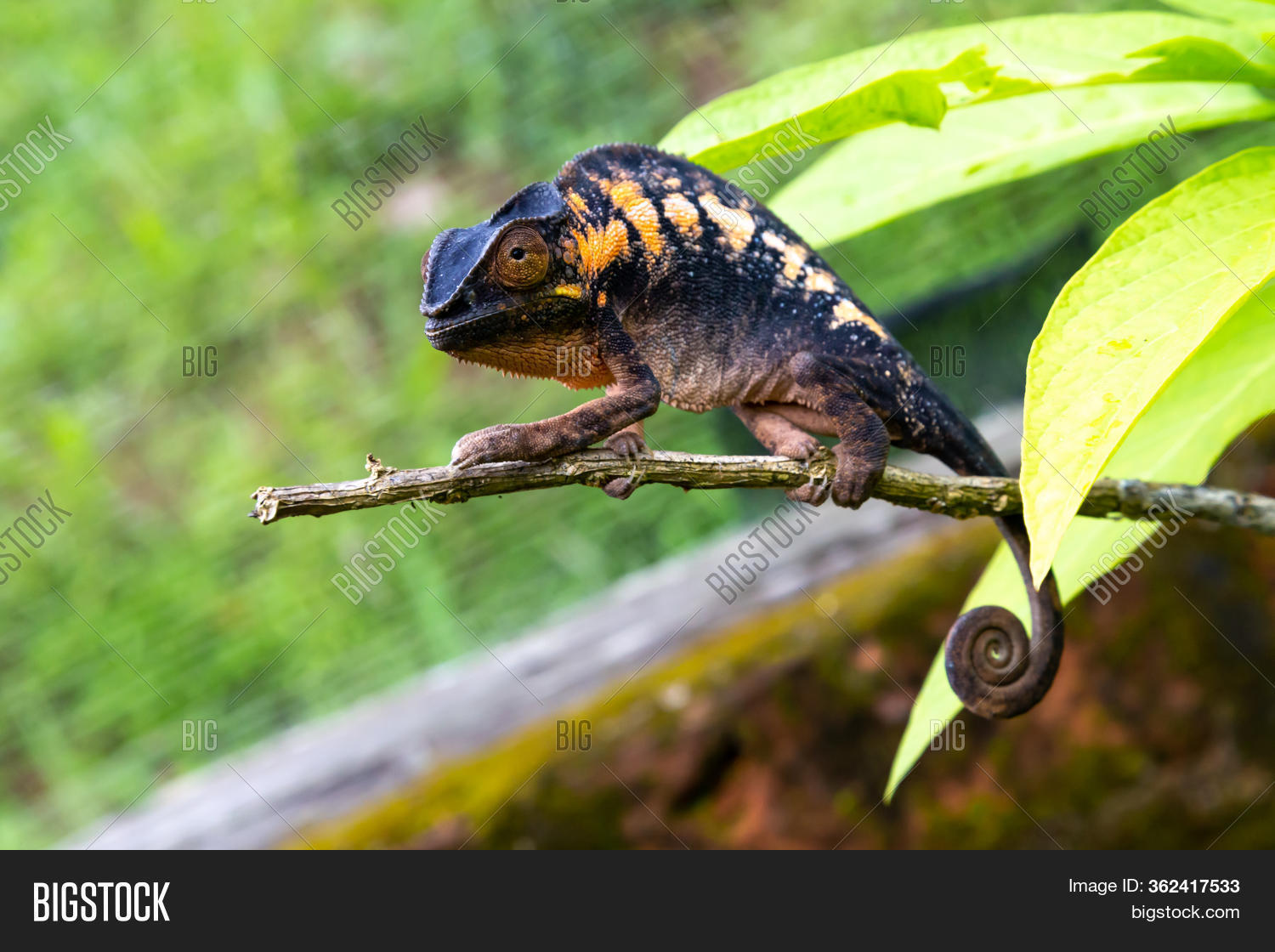 Chameleon Close- Image & Photo (Free Trial) | Bigstock