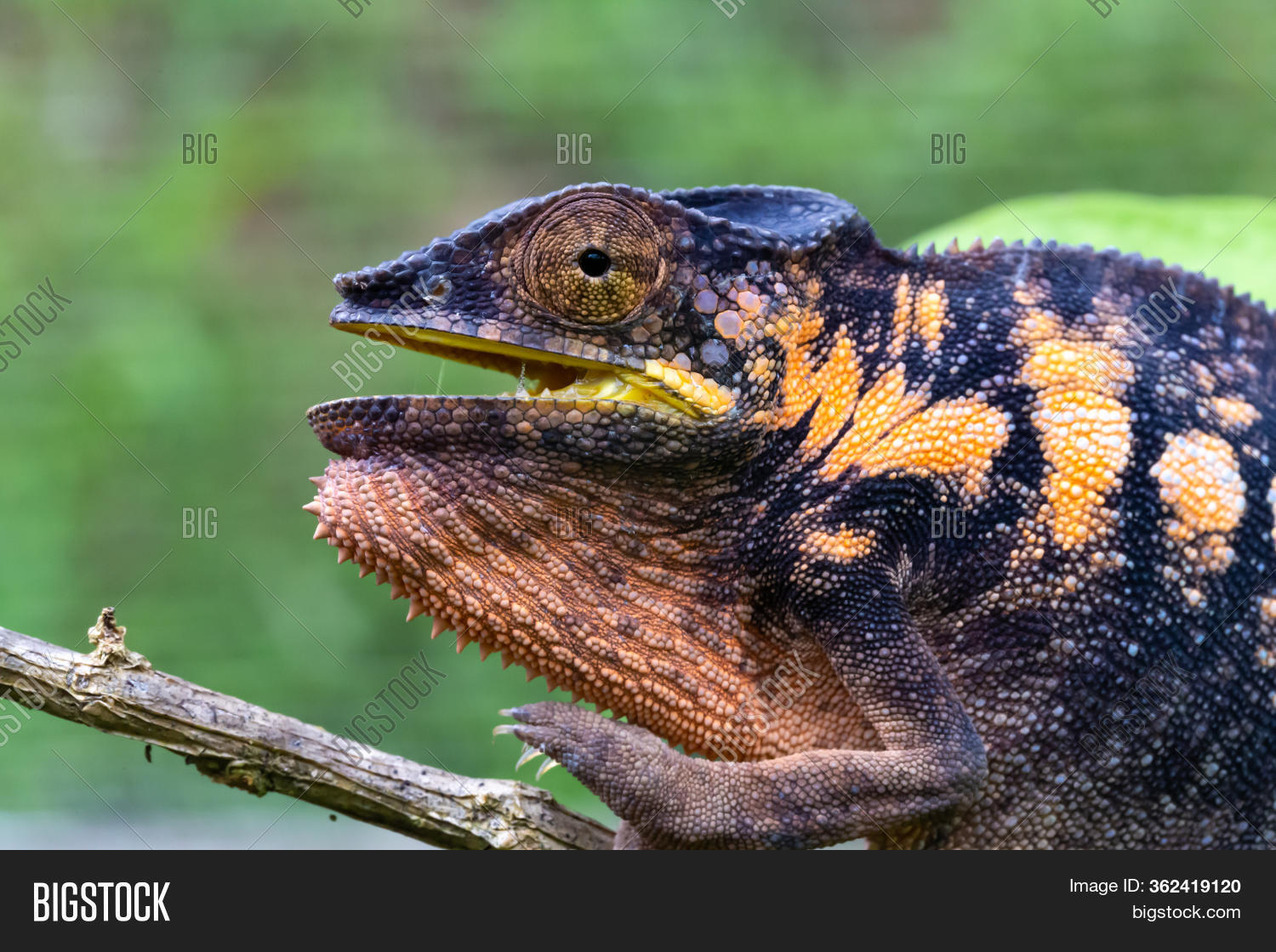 Chameleon Close- Image & Photo (Free Trial) | Bigstock
