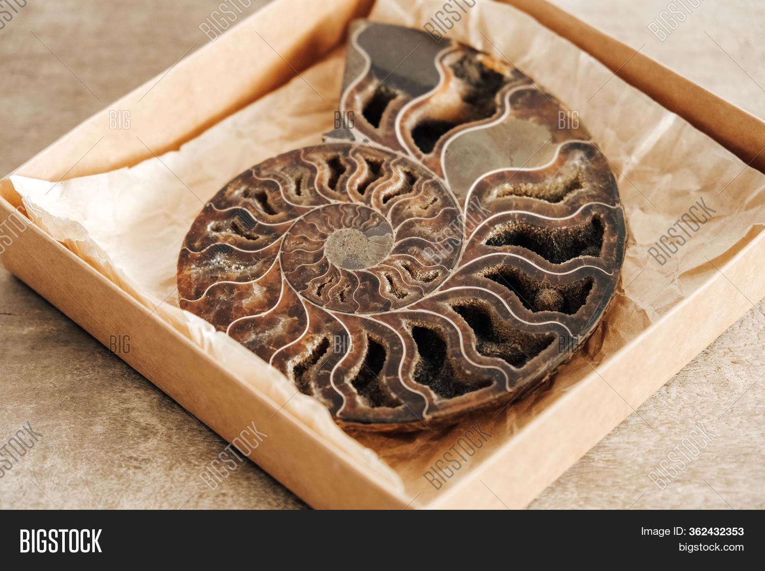 Ammonite Fossil Shell Image & Photo (Free Trial) | Bigstock