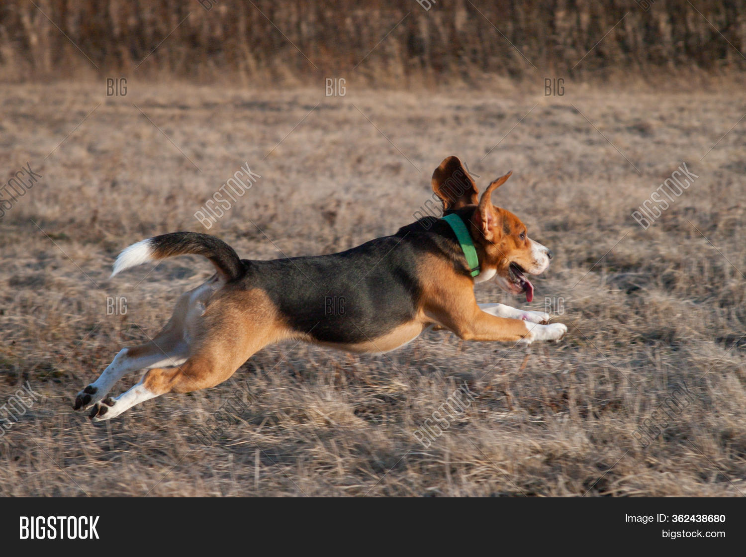 Beagle Dog Runs On Image & Photo (Free Trial) | Bigstock