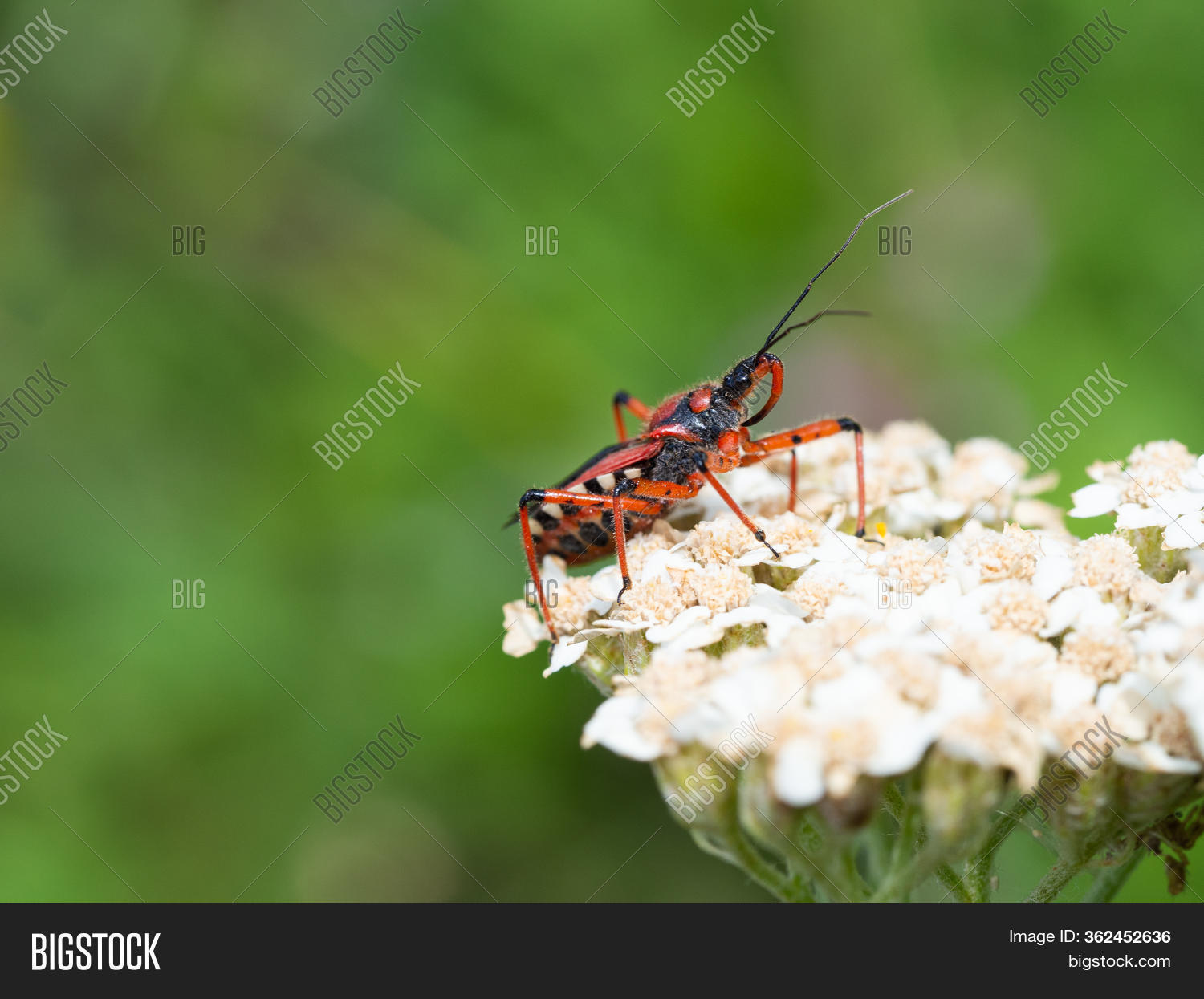 Assassin Bug ( Image & Photo (Free Trial) | Bigstock