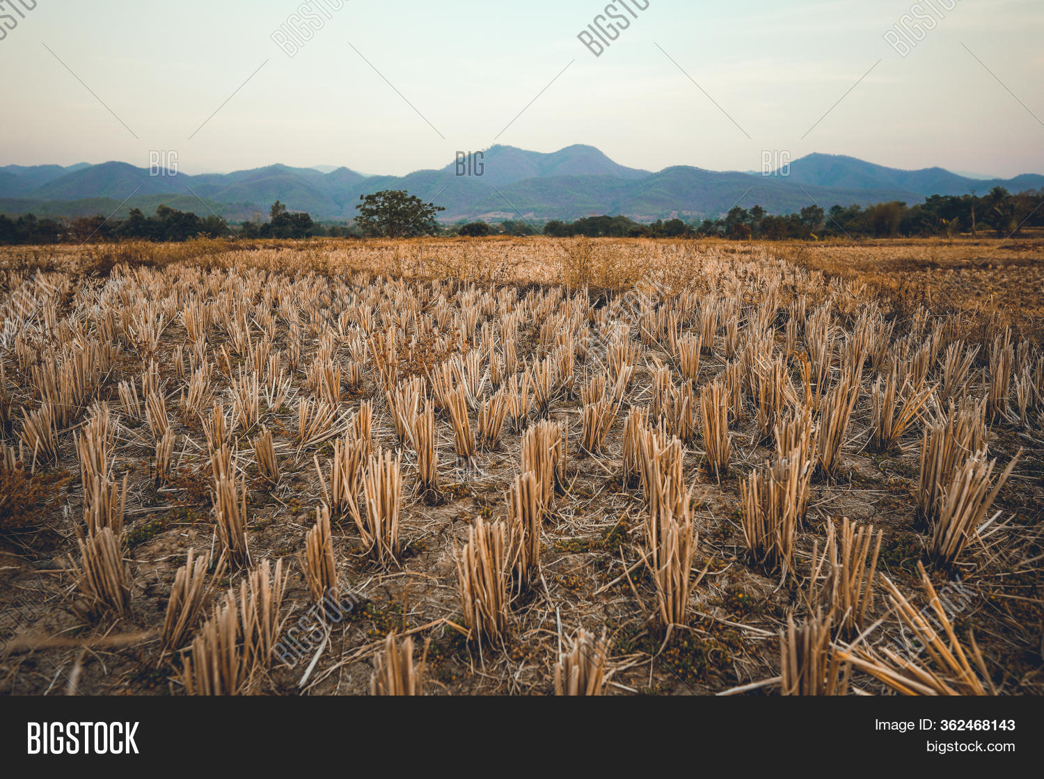 Arid Fields Evening, Image & Photo (Free Trial) | Bigstock