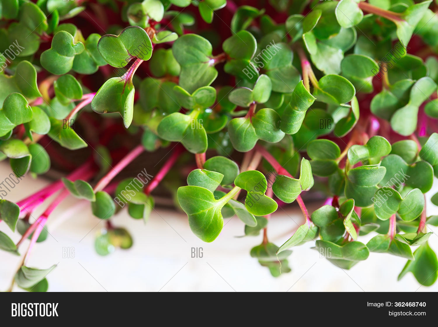 Radish Microgreens. Image & Photo (Free Trial) | Bigstock
