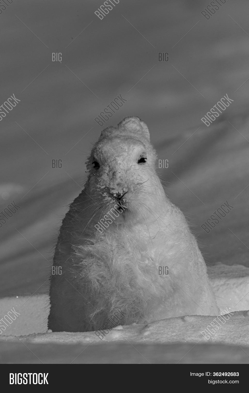 Arctic Hare Shocked Image & Photo (Free Trial) | Bigstock