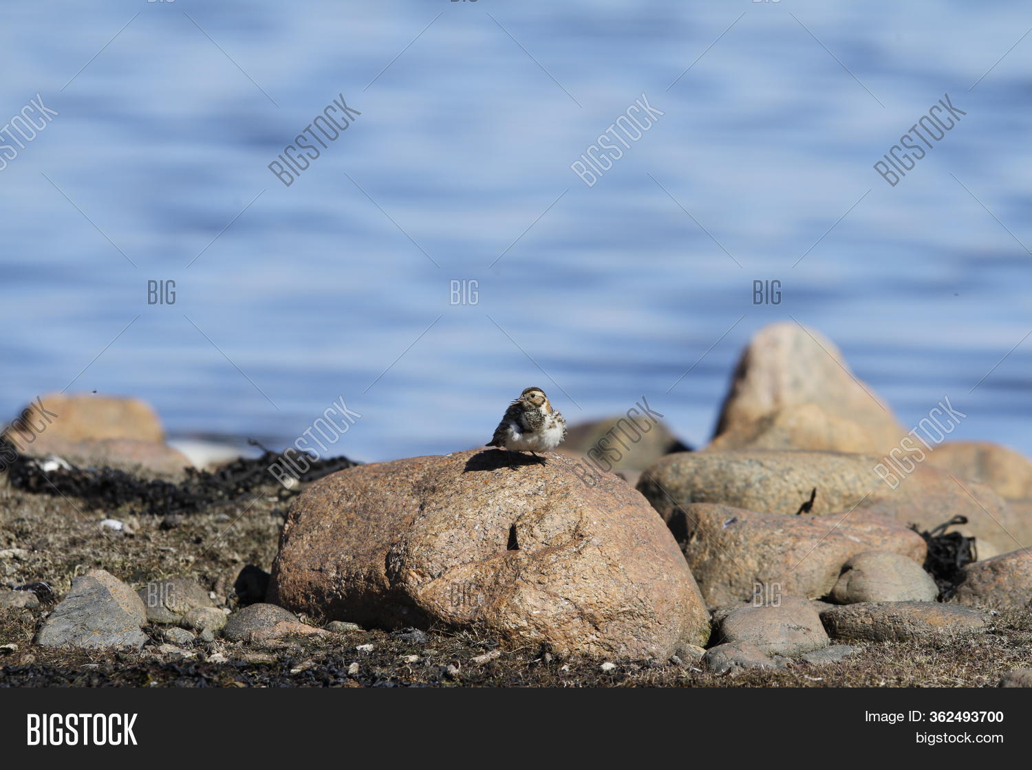 Female Lapland Image & Photo (Free Trial) | Bigstock