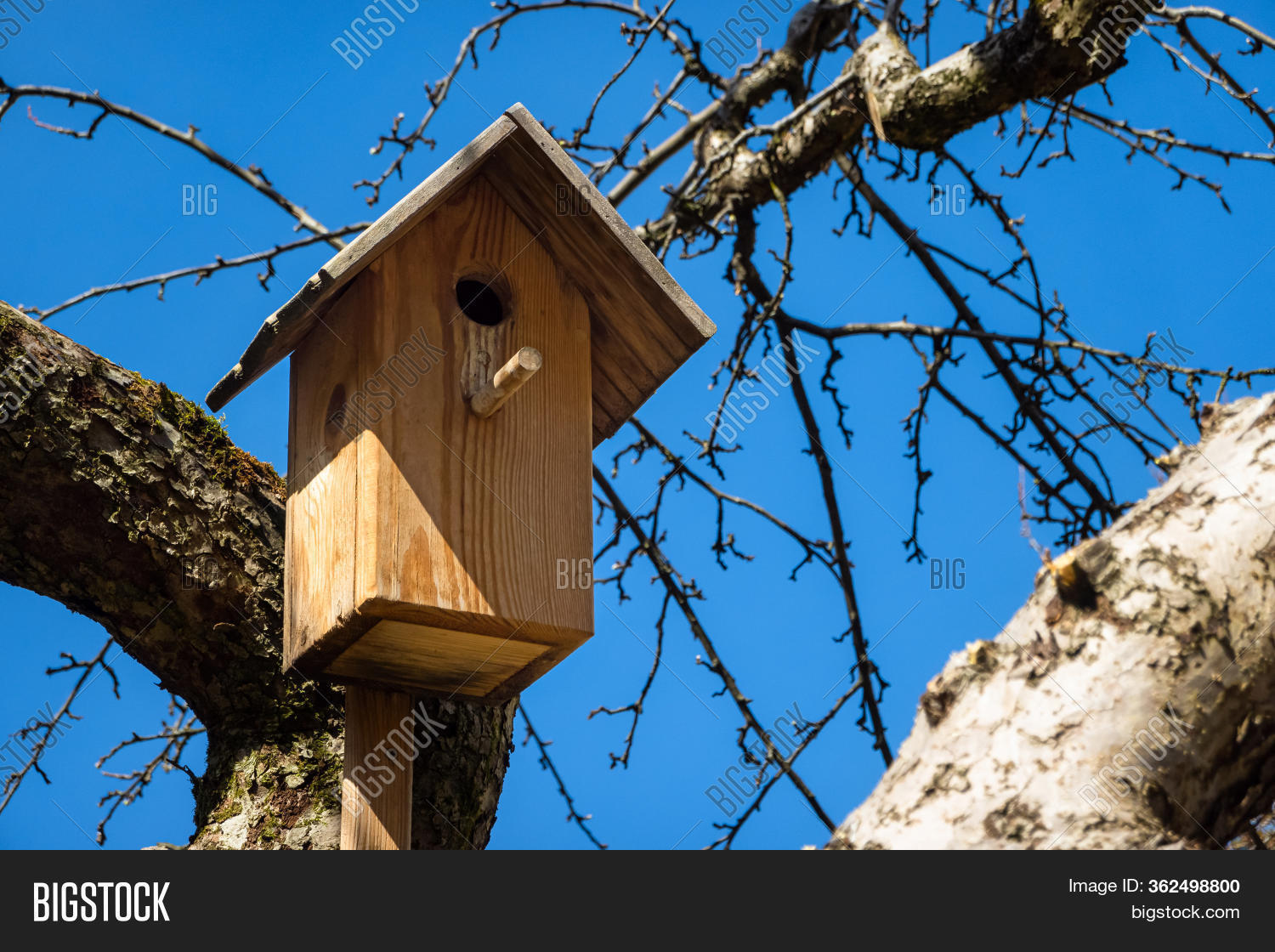 Nesting Box Tree On Image & Photo (Free Trial) | Bigstock