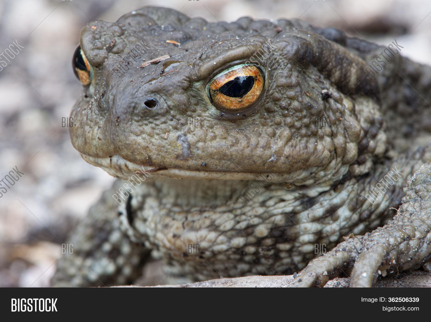 Close Shot Large Toad Image & Photo (Free Trial) | Bigstock