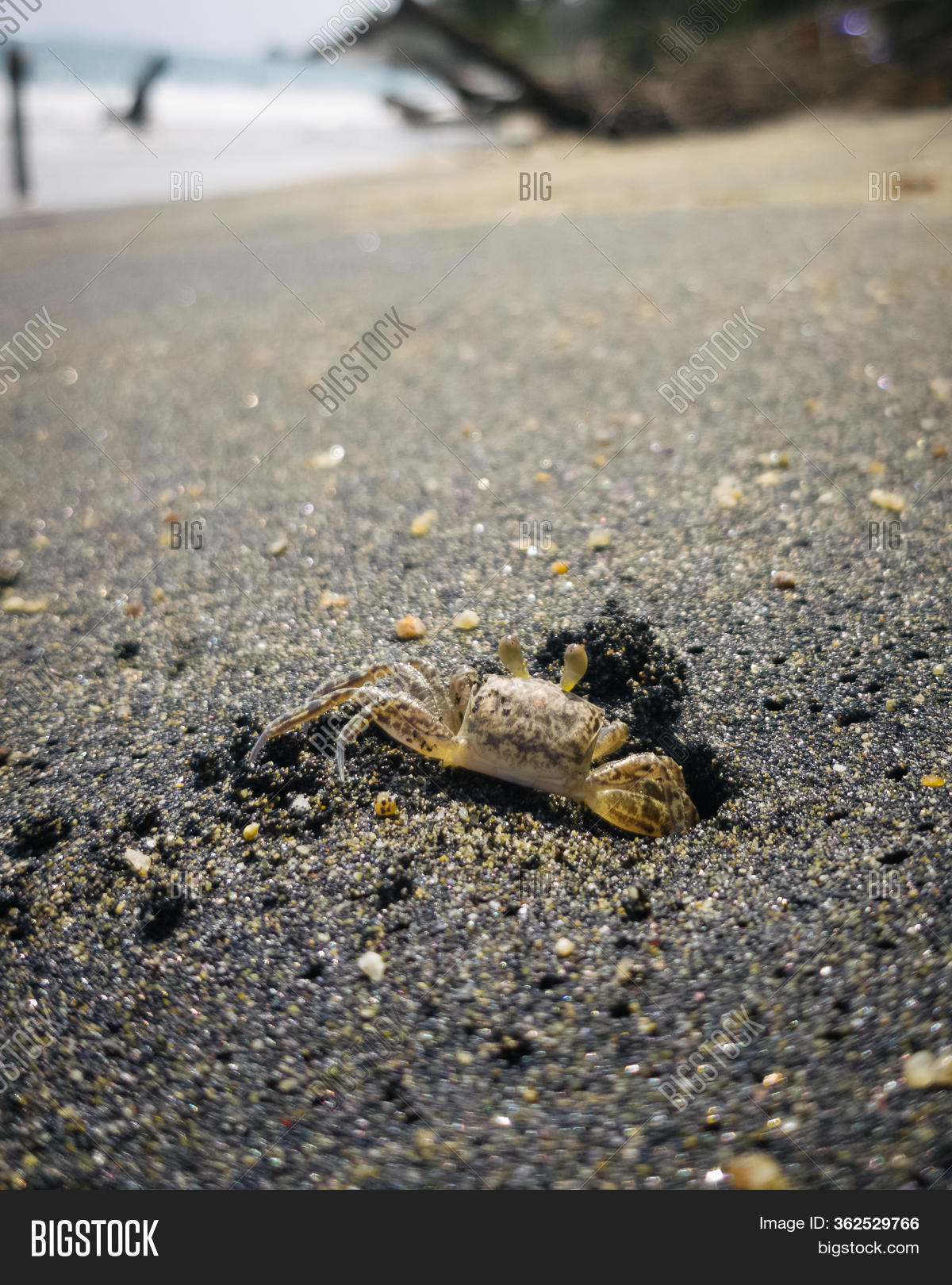 Small Sand Crab Image & Photo (Free Trial) | Bigstock