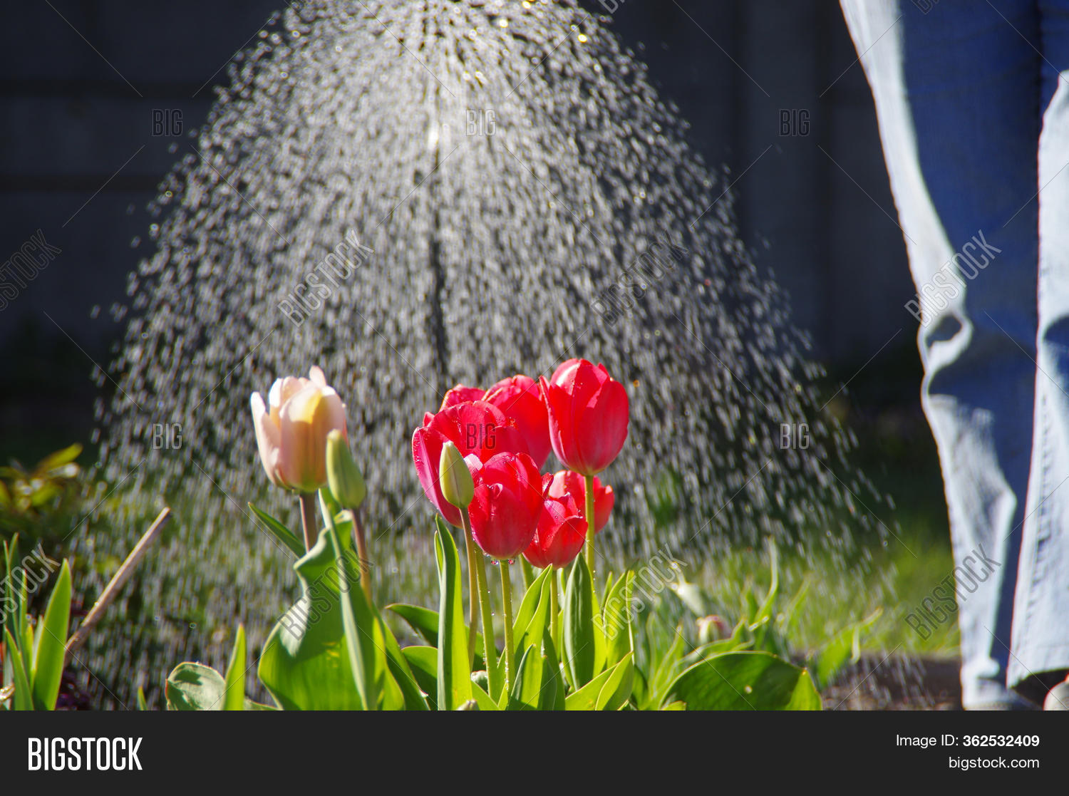 Watering Flowers Image & Photo (Free Trial) | Bigstock