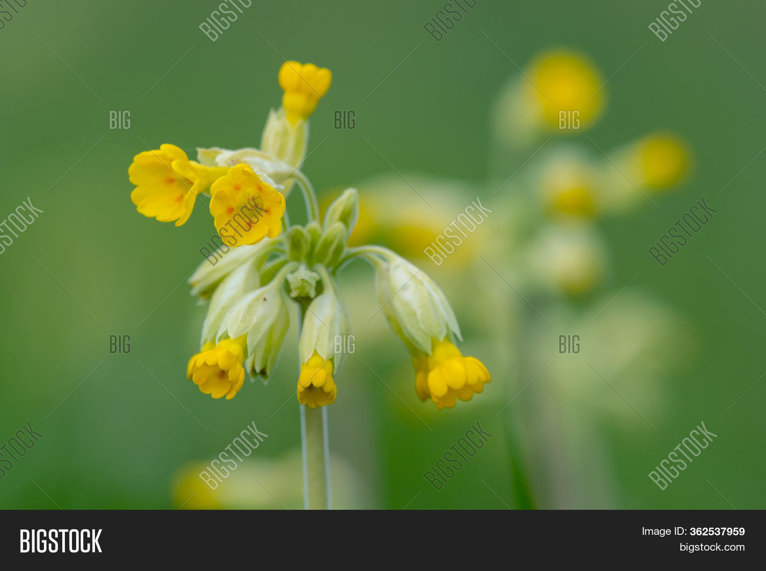 Close Common Cowslip ( Image & Photo (Free Trial) | Bigstock