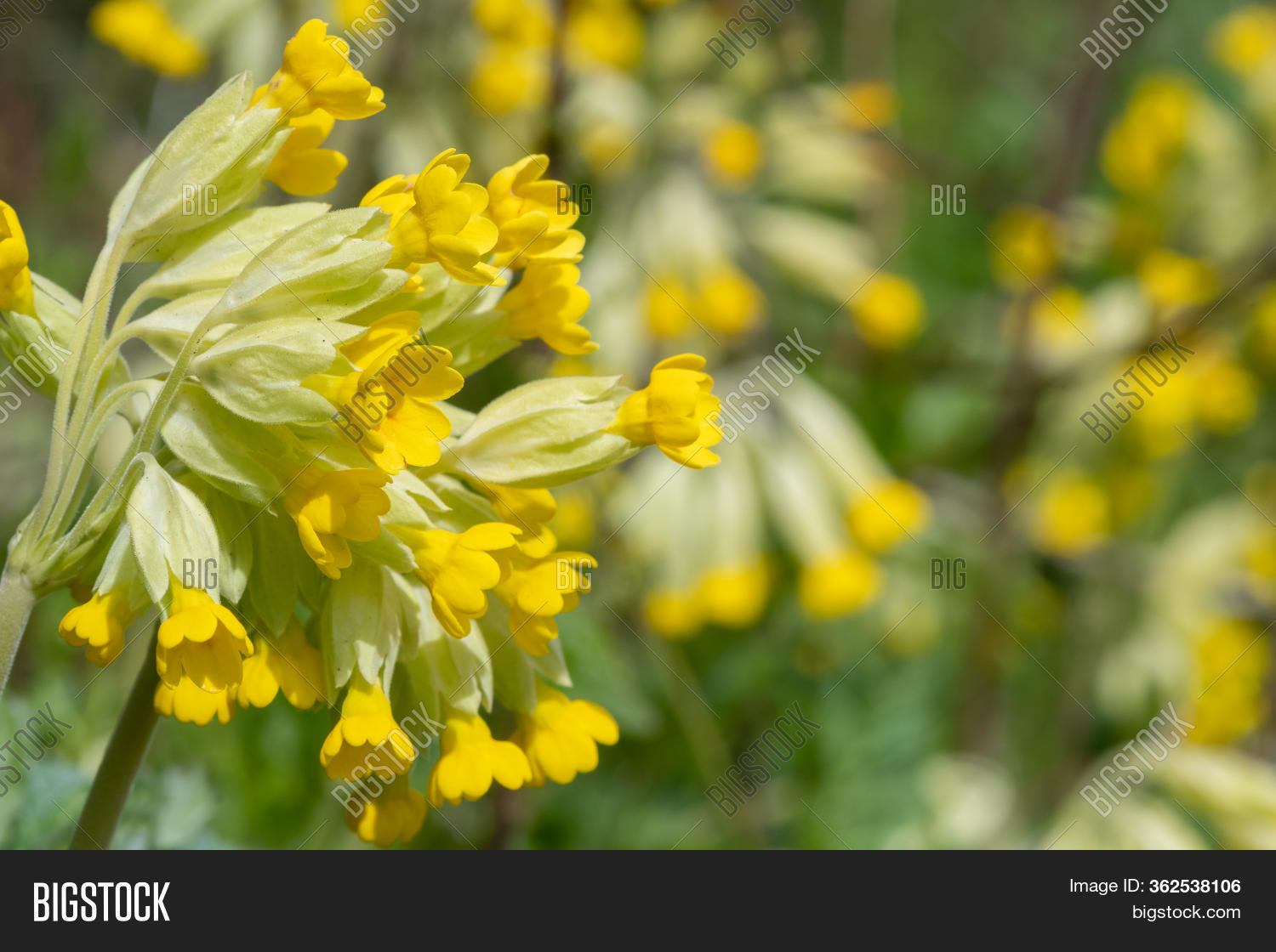 Common Cowslips ( Image & Photo (Free Trial) | Bigstock