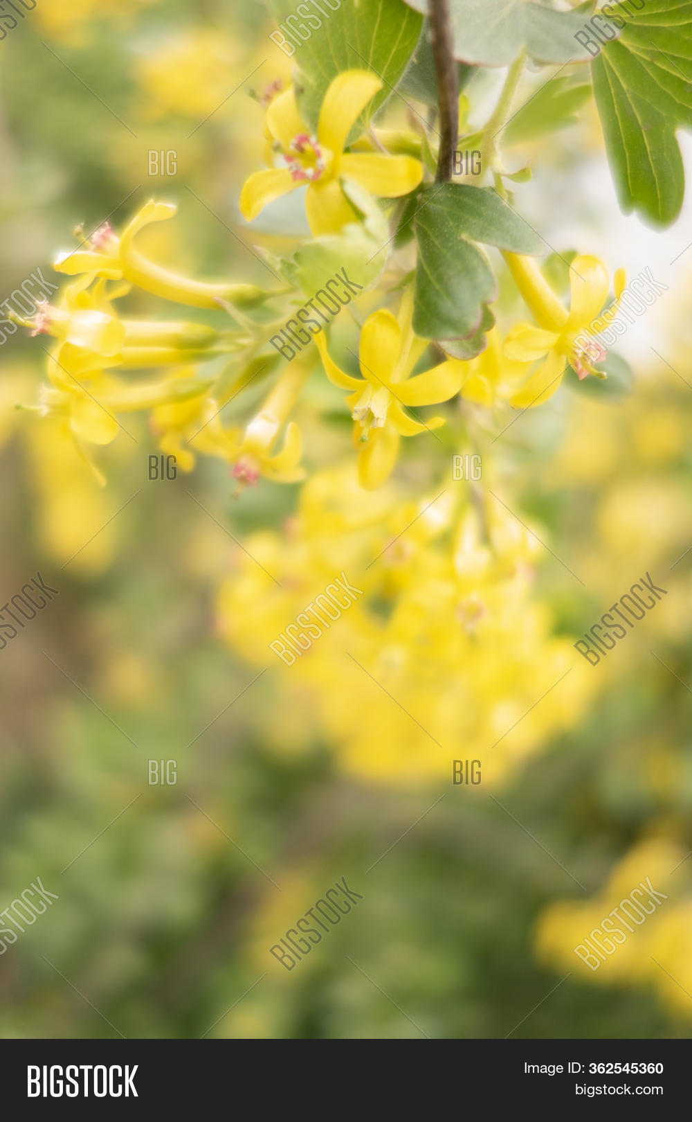 Yellow Flowers Currant Image & Photo (Free Trial) | Bigstock