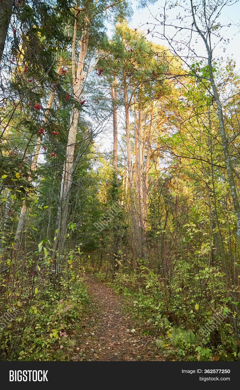 Small Old Pathway Image & Photo (Free Trial) | Bigstock