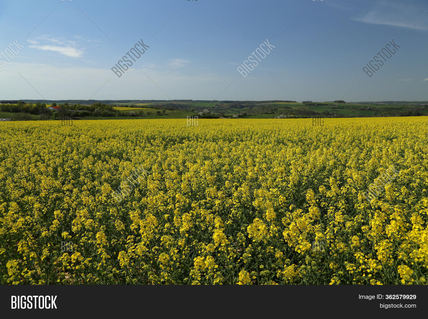 Raps Field. Cultivated Image & Photo (Free Trial) | Bigstock