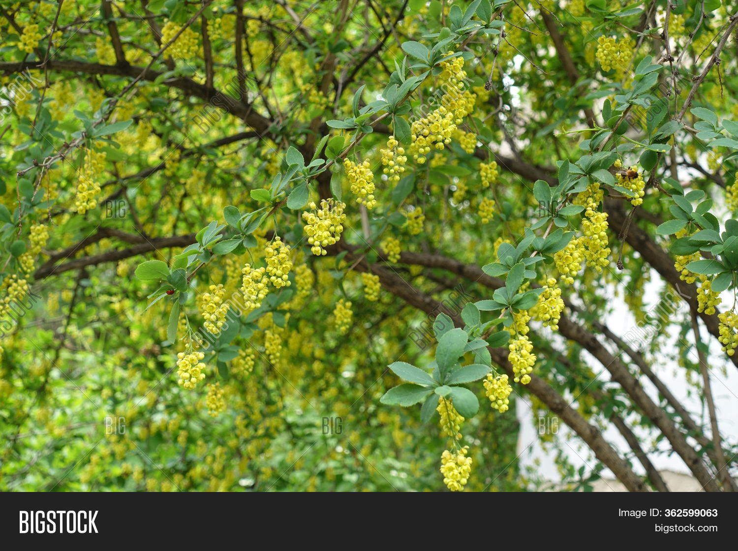Arch Like Branches Image & Photo (Free Trial) | Bigstock