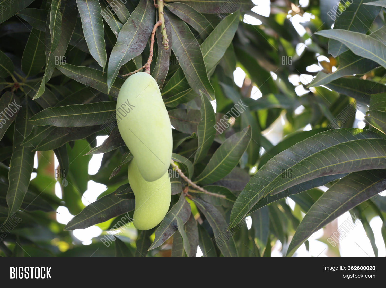 Green Mango That Not Image & Photo (Free Trial) | Bigstock