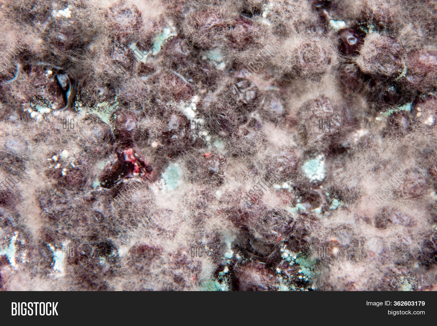 Berries Mold, Expired Image & Photo (Free Trial) | Bigstock