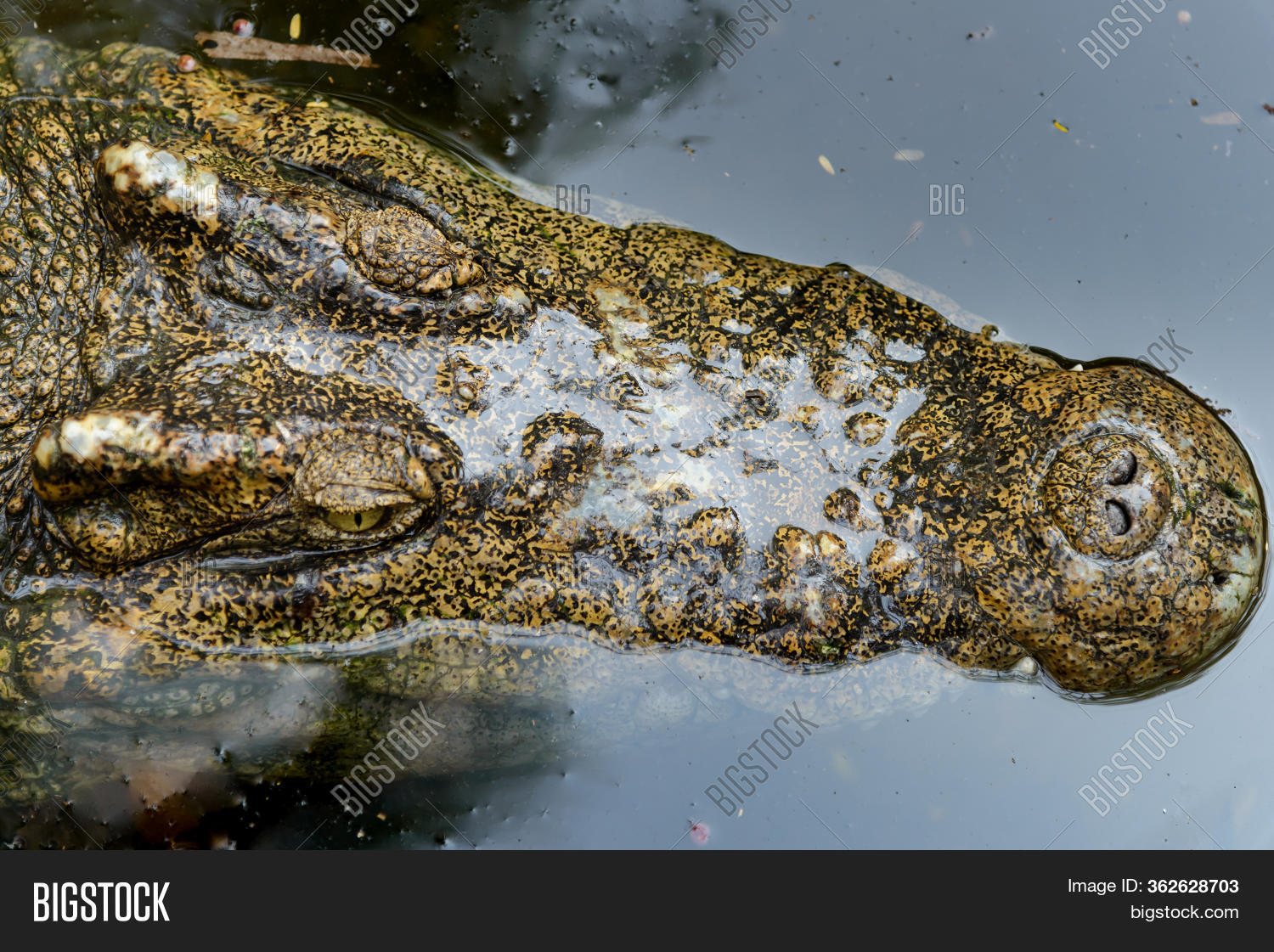 Top View Crocodile Image & Photo (Free Trial) | Bigstock