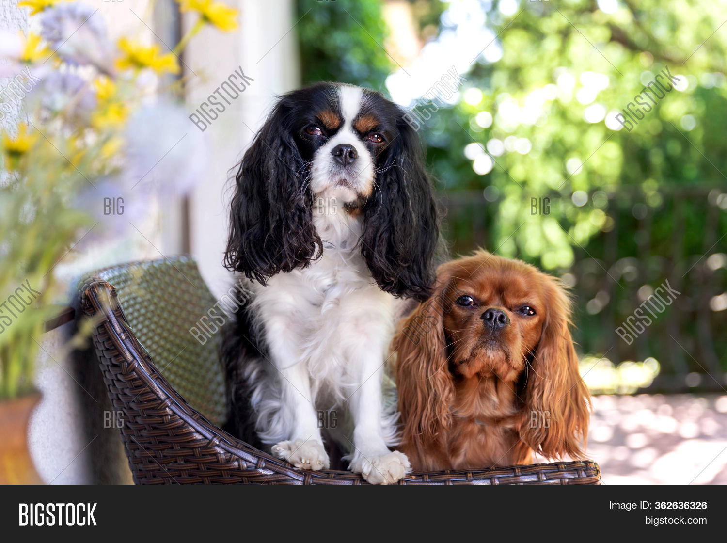 Two Dogs Sitting On Image & Photo (Free Trial) | Bigstock