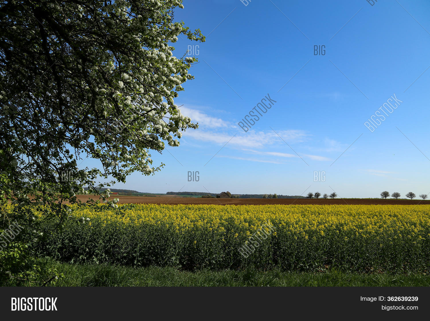 Raps Field - Image & Photo (Free Trial) | Bigstock