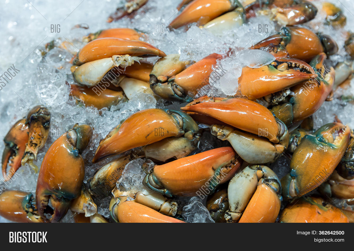 Fresh Crabs Seafood Image & Photo (Free Trial) | Bigstock