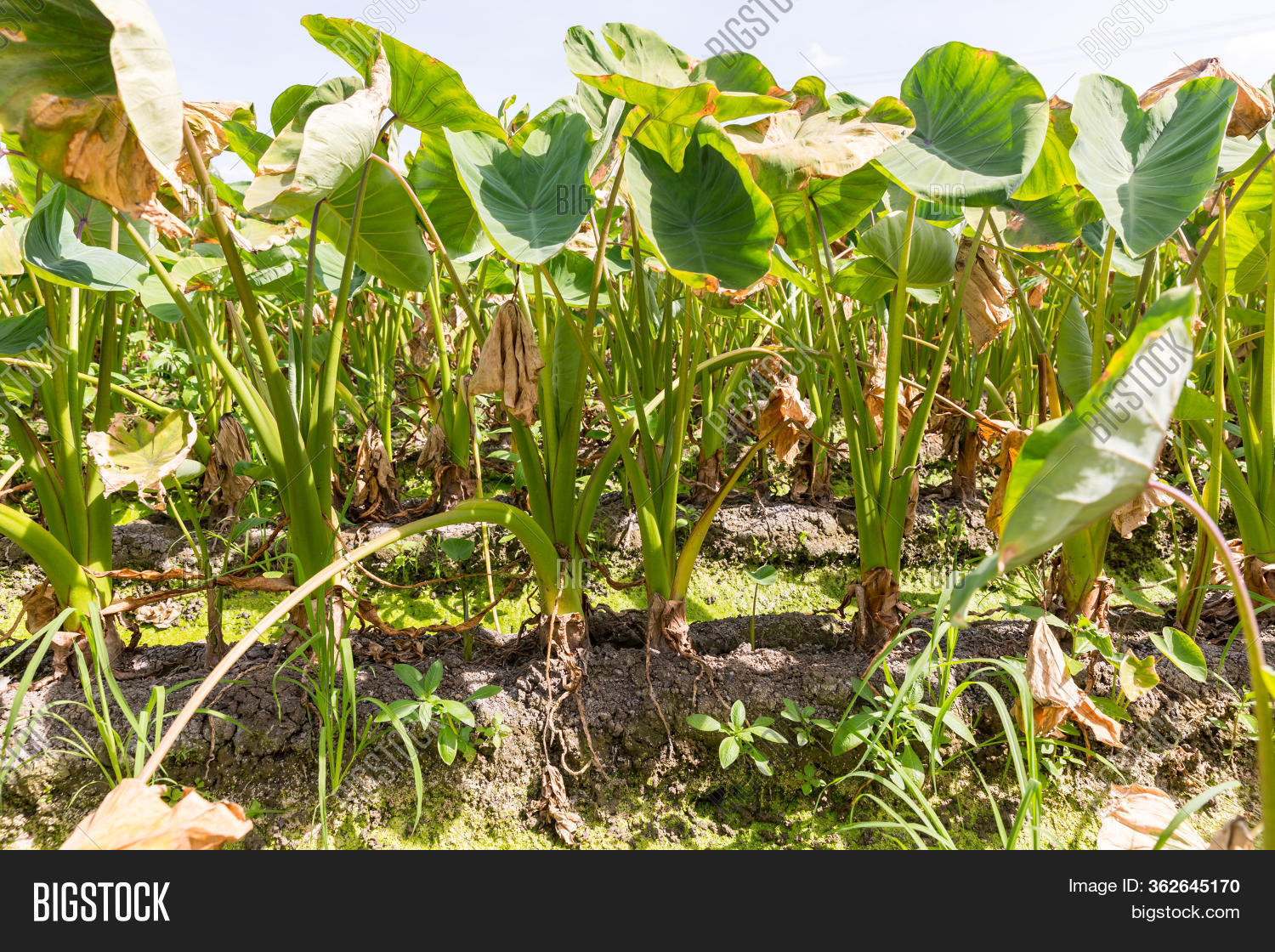 Green Taro Plant. Image & Photo (Free Trial) | Bigstock