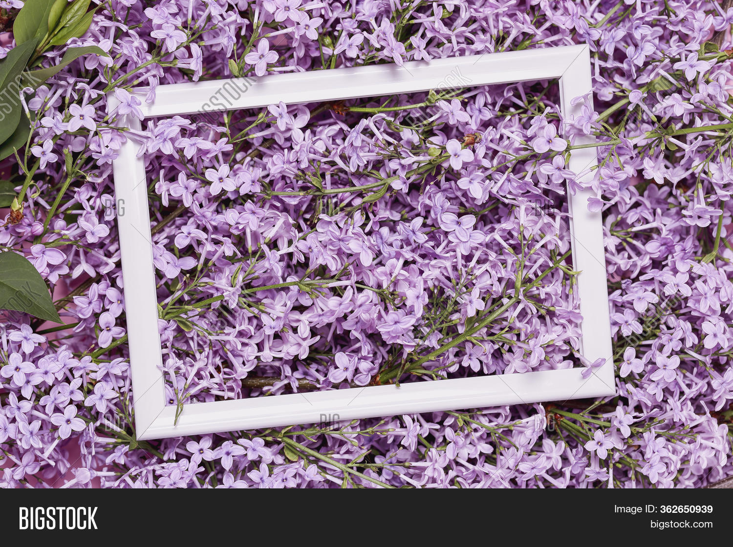 Photo Frame On Lilac Image & Photo (Free Trial) | Bigstock