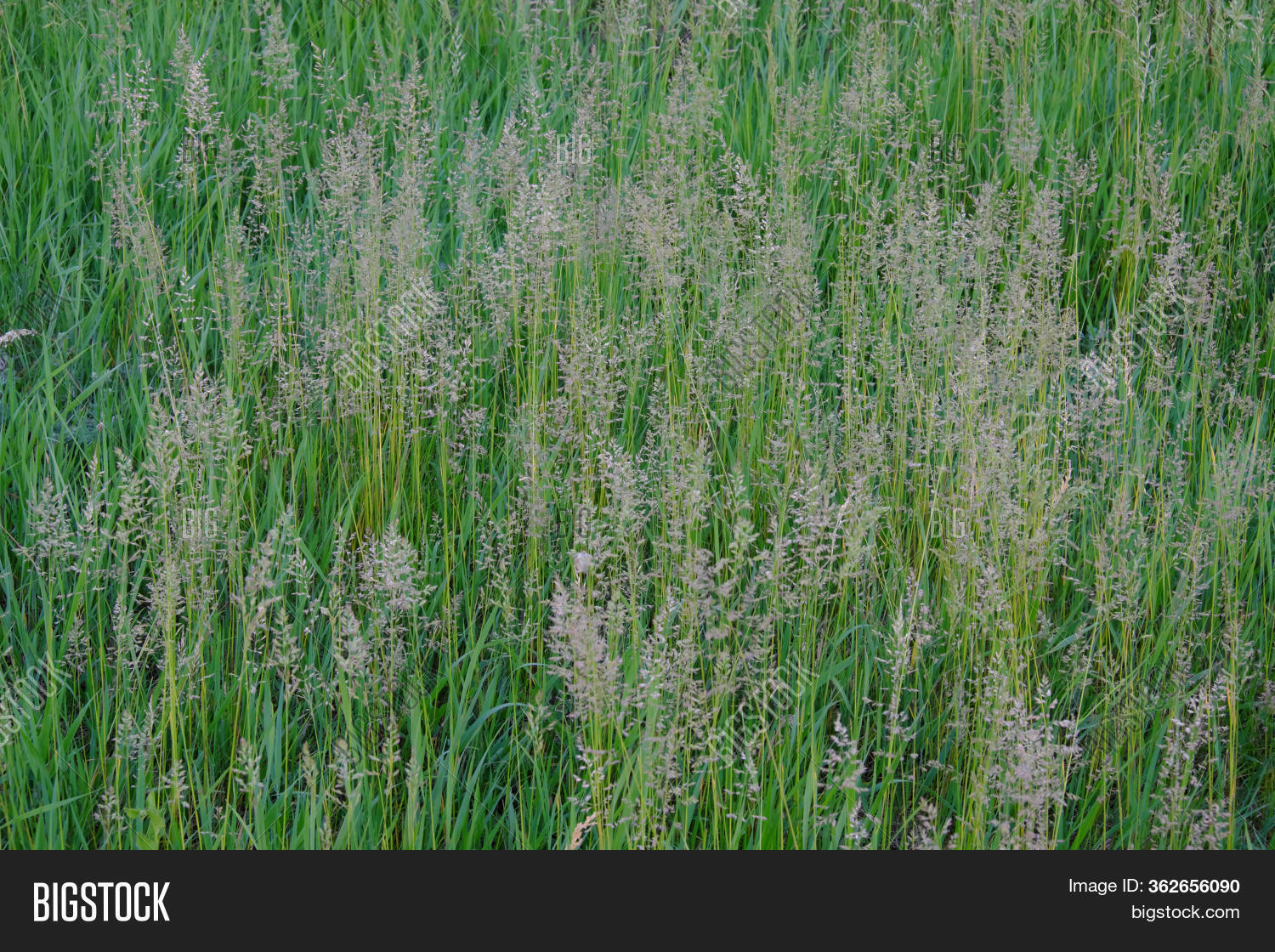 Thickets Steppe Image & Photo (Free Trial) | Bigstock