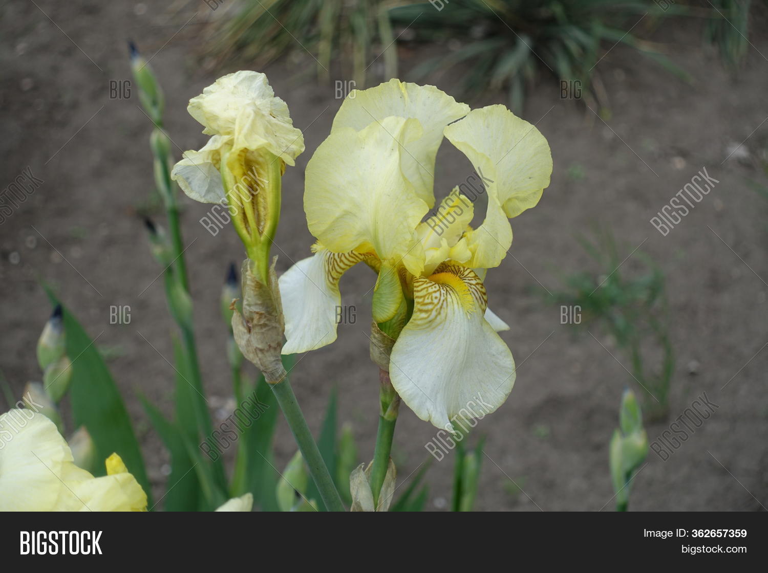 Pair Pale Yellow Image & Photo (Free Trial) | Bigstock