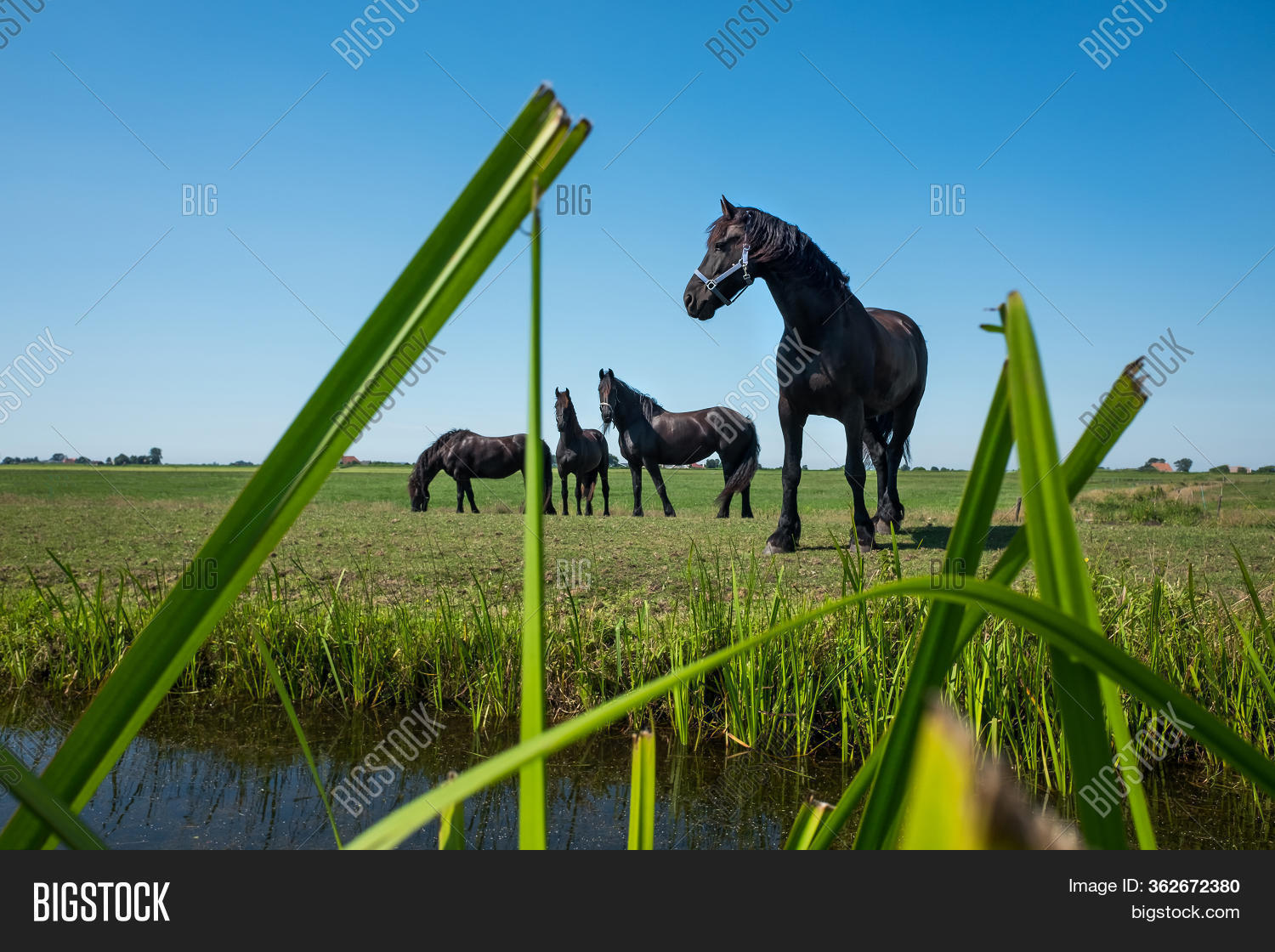 Famous Frisian Horses Image & Photo (Free Trial) | Bigstock