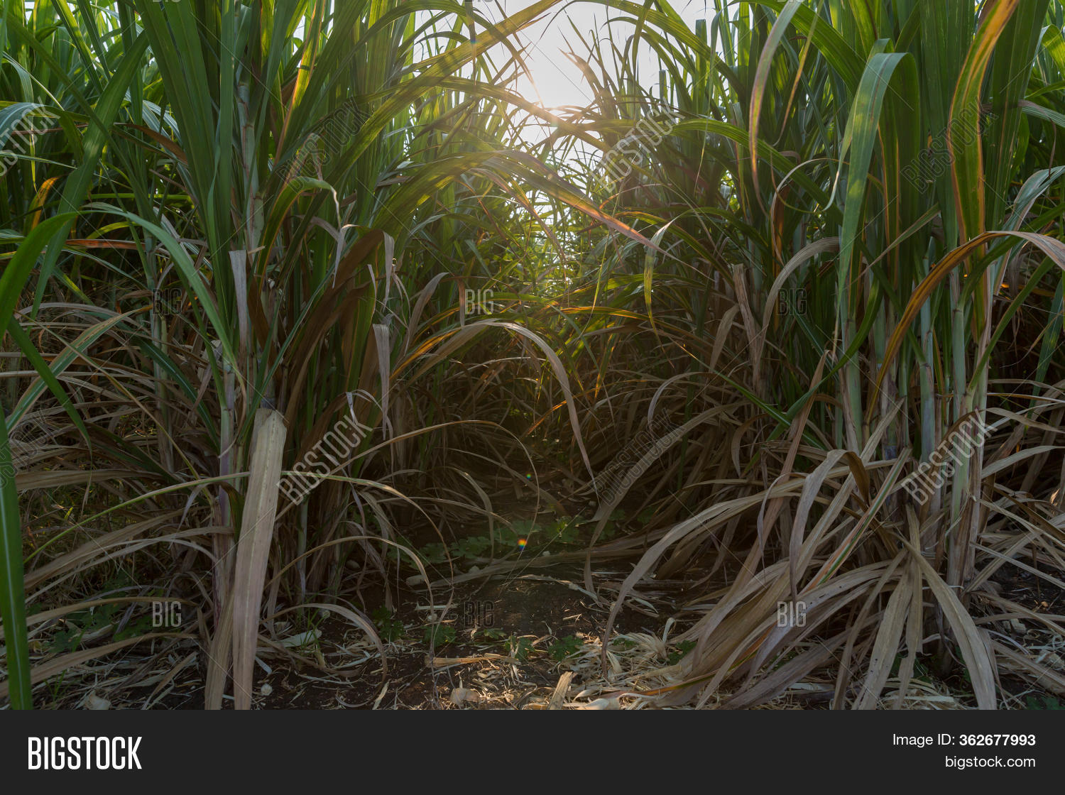 Sunset Over Sugar Cane Image & Photo (Free Trial) | Bigstock