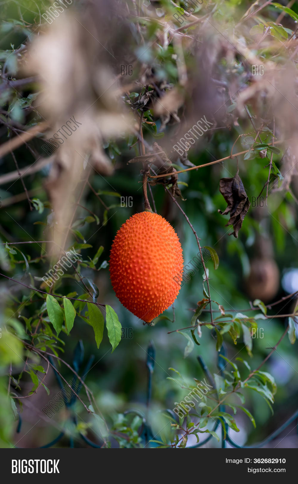 Gac Fruit On Tree,( Image & Photo (Free Trial) | Bigstock