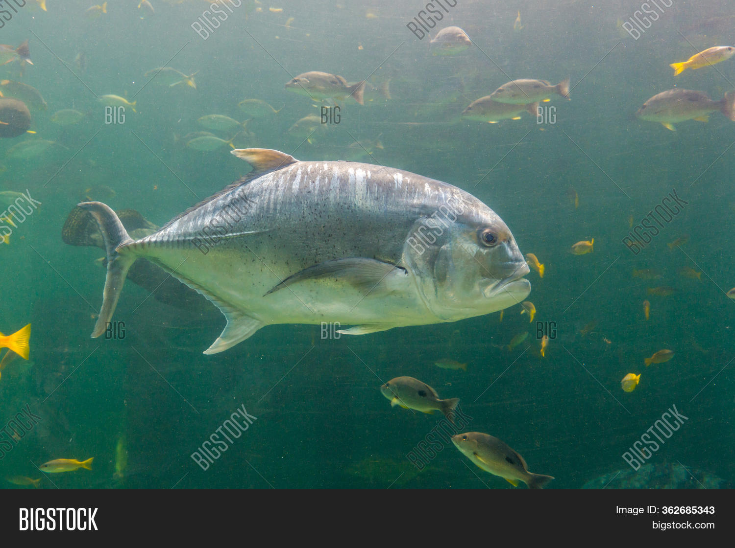 Giant Grouper. Large Image & Photo (Free Trial) | Bigstock