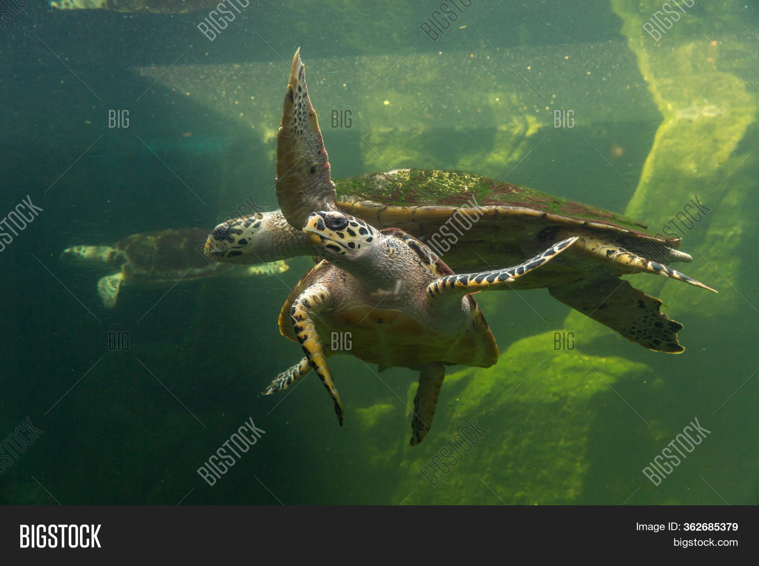 Underwater Turtle Image & Photo (Free Trial) | Bigstock