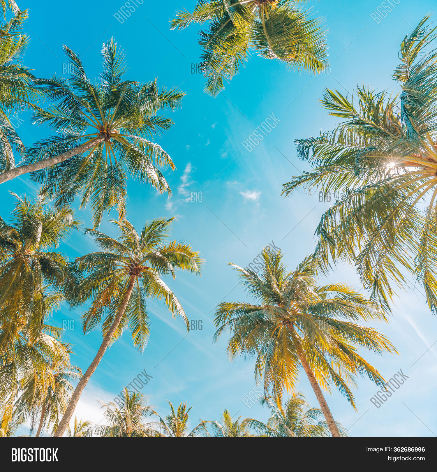 Beautiful Palm Trees Image & Photo (Free Trial) | Bigstock